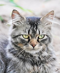 Why does my older cat howl? - Senior Cats